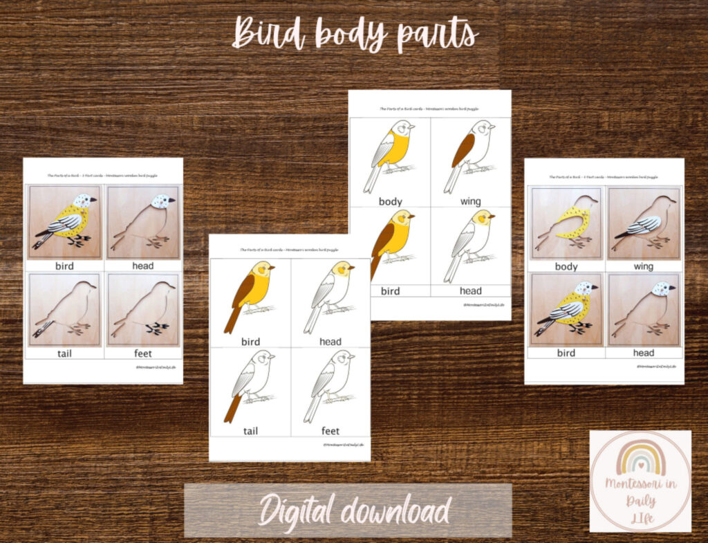 Bird mini unit study – Montessori in Daily Life