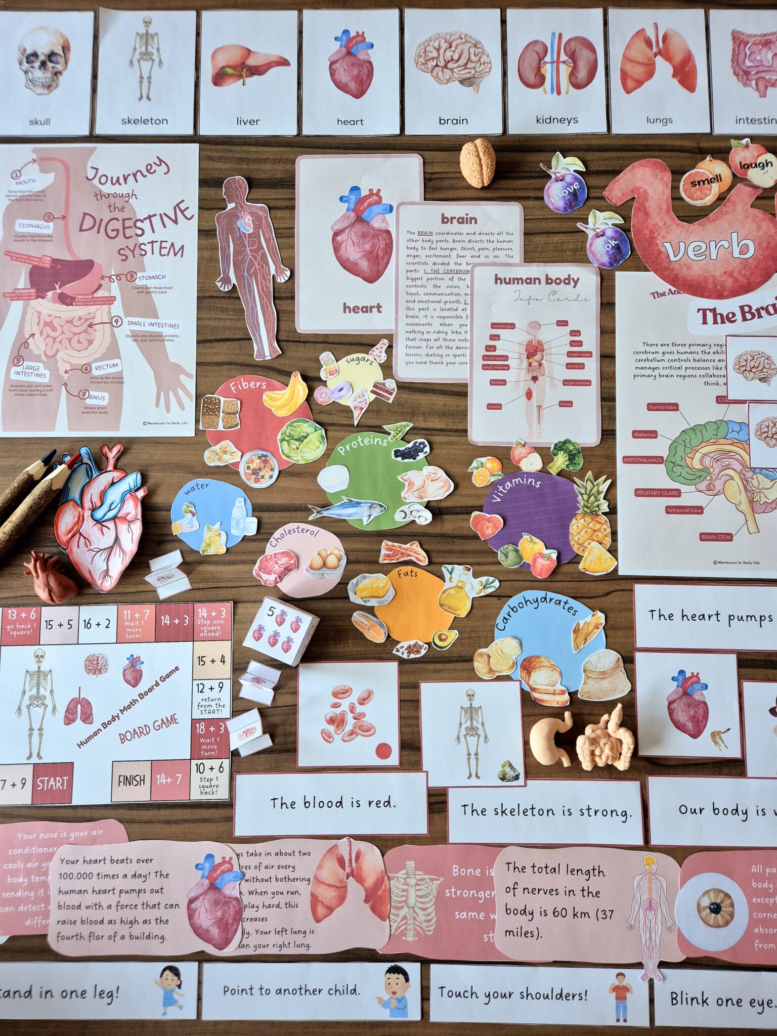 Teeth Brushing Activity with Free Printable – Montessori in Daily Life