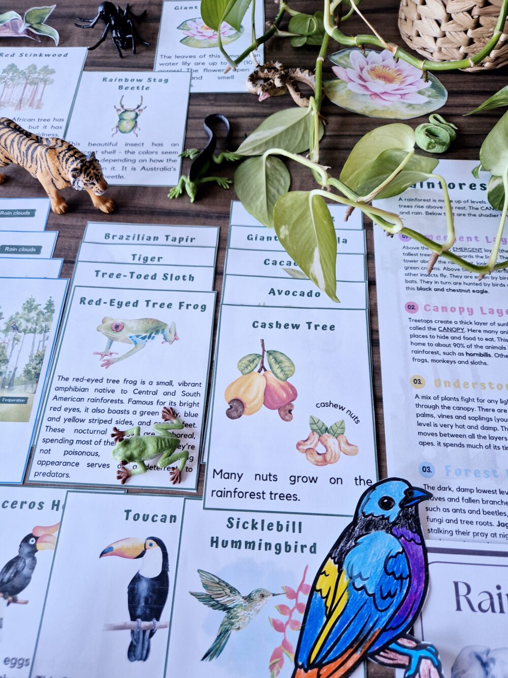 Tropical Rainforest Montessori Inspired Unit Study (6 to 12 years old ...