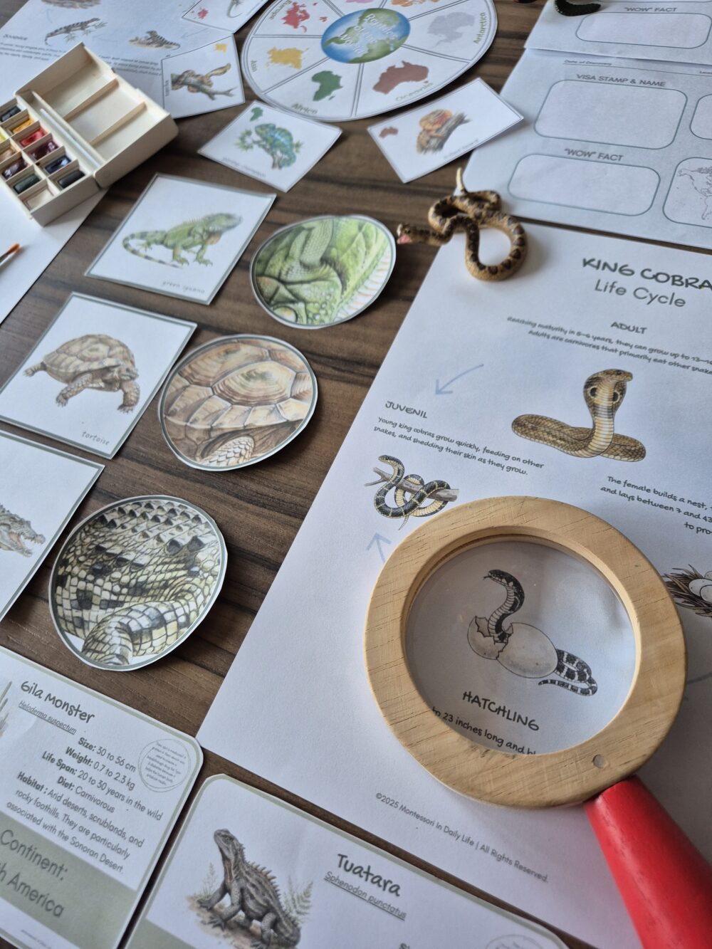 Reptiles of the World Unit Study (5 – 12 years old) – Montessori in ...