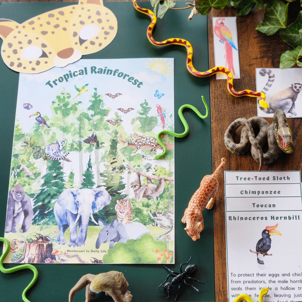 Tropical Rainforest Montessori Inspired Unit Study (6 to 12 years old ...